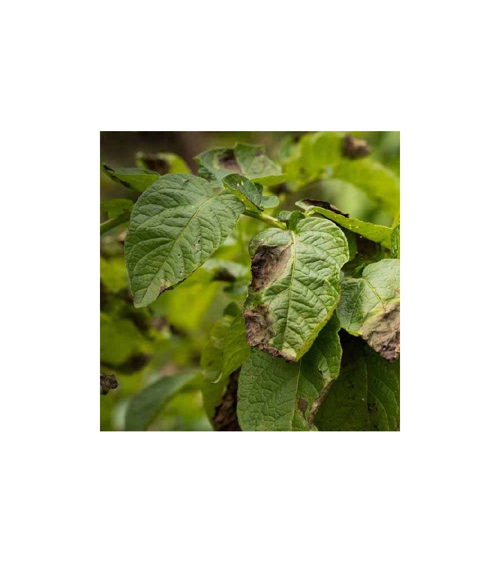 Vente en Ligne TOURBE PLUS SPECIAL 80L - Tourbe et Terreau