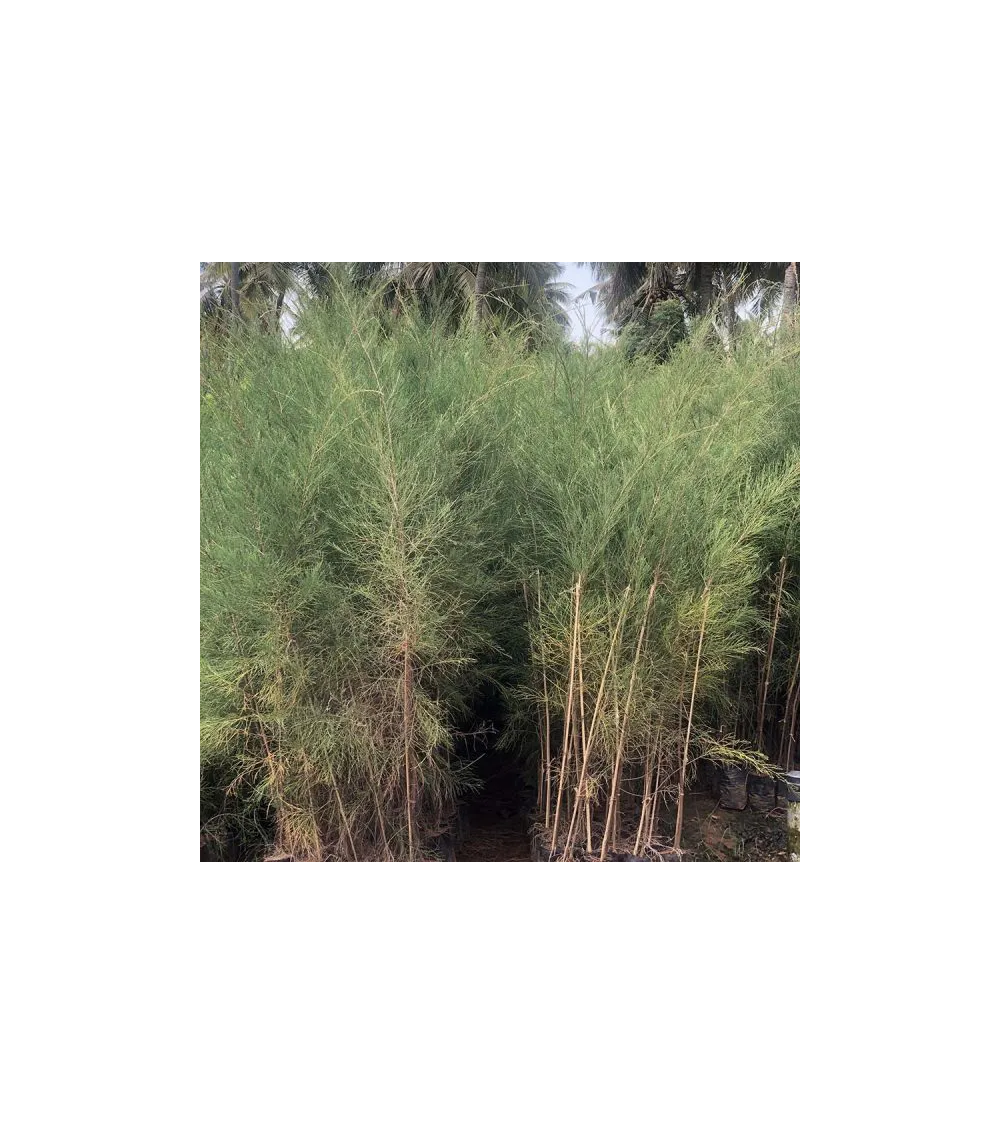 Filao (casuarina)